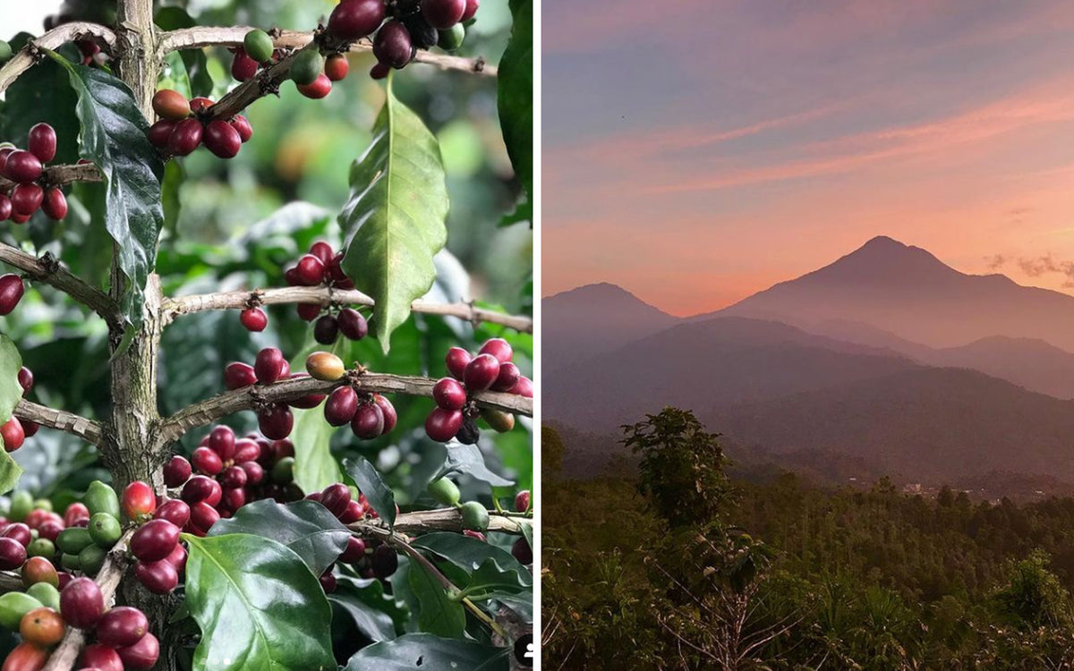 BCC How To - Keeping Your Coffee Fresh | Bicycle Coffee News – Bicycle ...